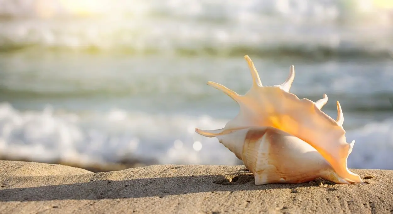 El significado espiritual de las conchas marinas y sus usos espirituales