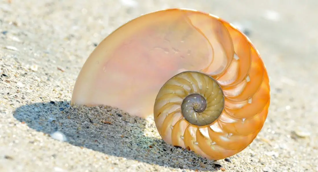 El significado espiritual de las conchas marinas y sus usos espirituales