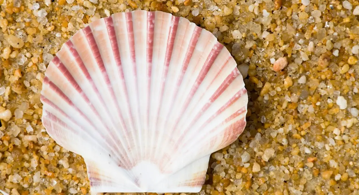 El significado espiritual de las conchas marinas y sus usos espirituales