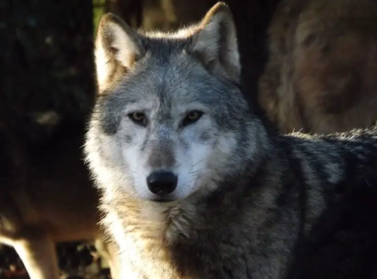 Simbolismo y significado espiritual del Lobo