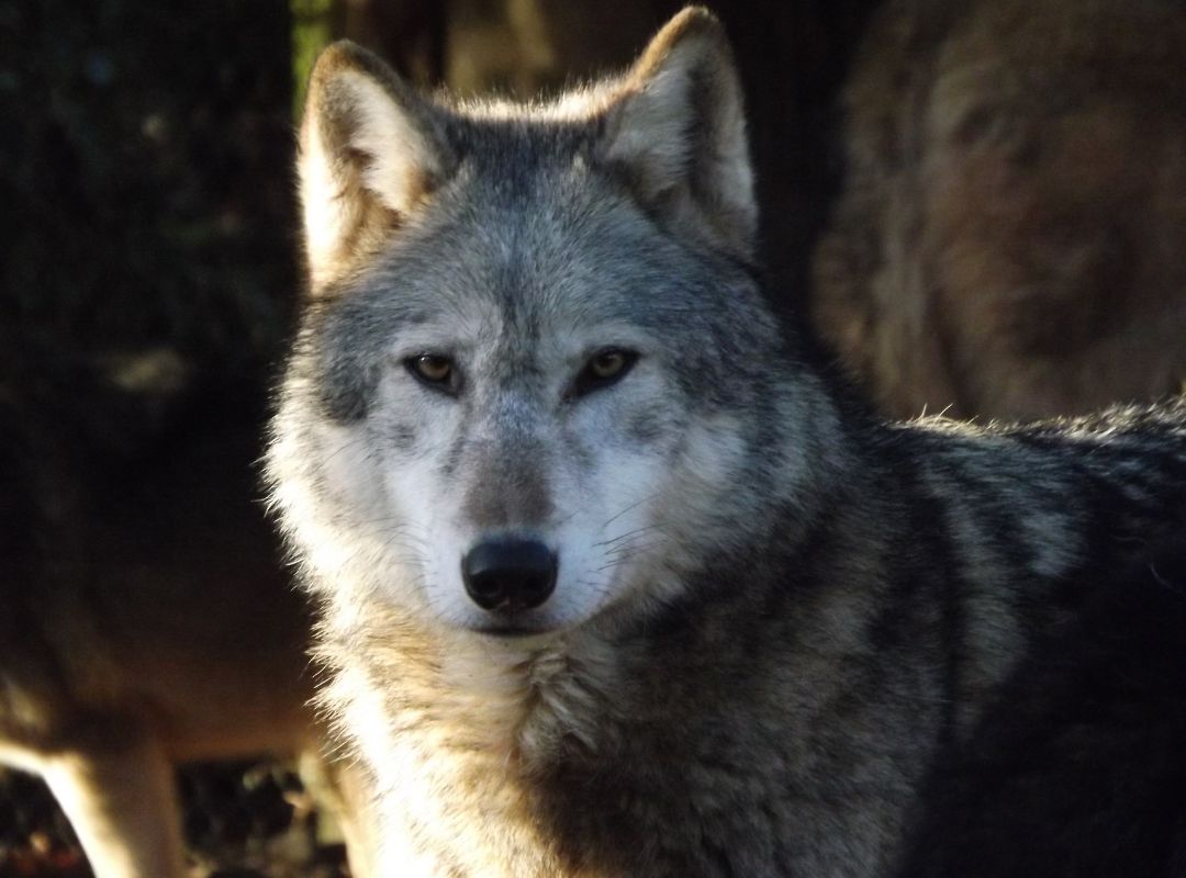 Simbolismo y significado espiritual del Lobo