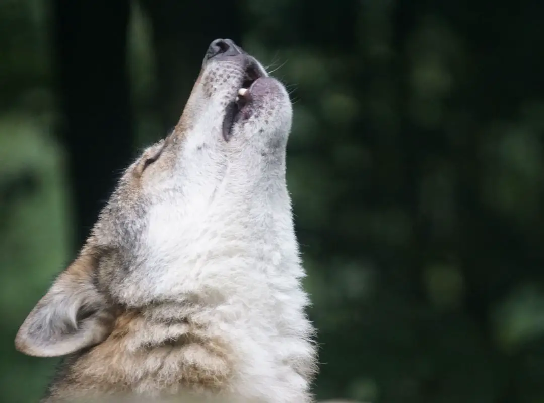 Simbolismo y significado espiritual del Lobo