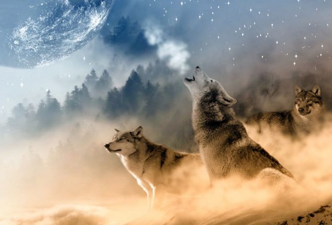 Simbolismo y significado espiritual del Lobo