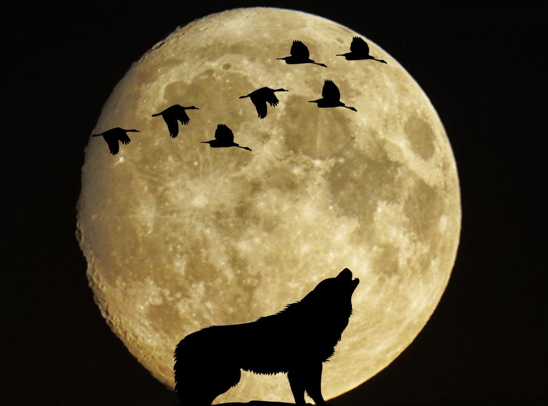 Simbolismo y significado espiritual del Lobo
