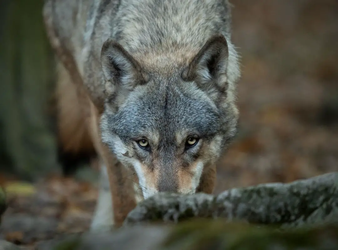 Simbolismo y significado espiritual del Lobo