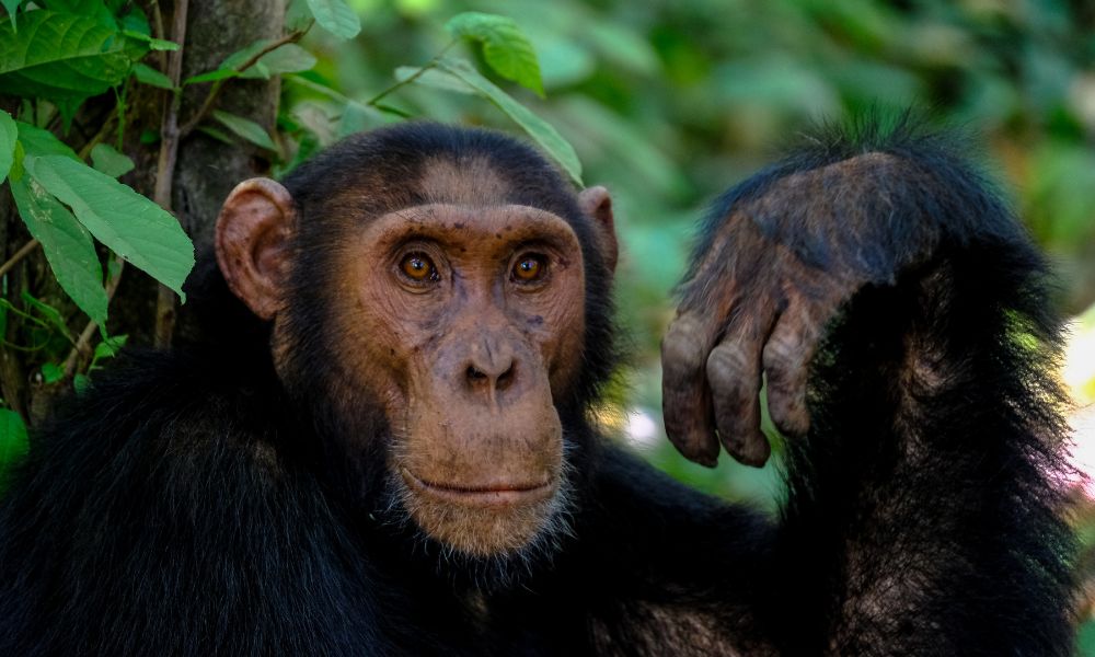 El mono como animal de poder